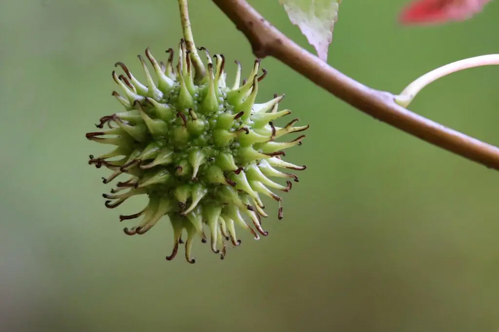 Sweetgum koks: Kas īsti ir šis parastais lapu koks?