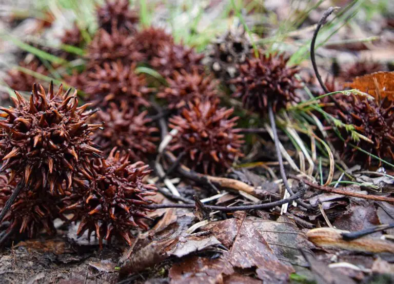 Sweetgum: What Are the Primary Benefits and Uses For It?