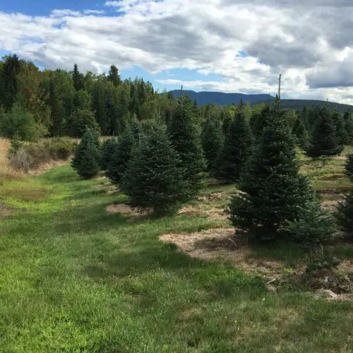What Animals Feed on Balsam Fir Trees?
