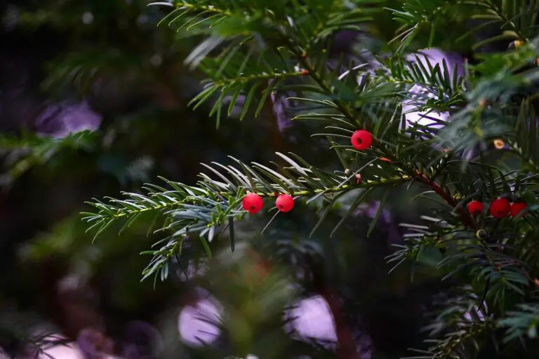 What Is a Yew Tree and Its Importance?