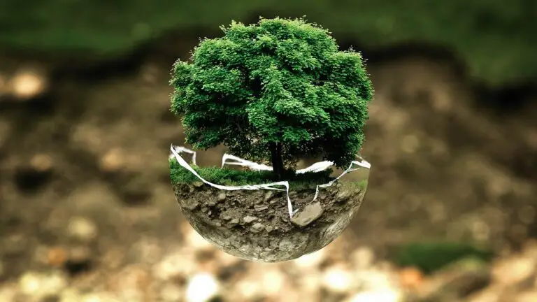 What Is the Tree of Life in Christianity?