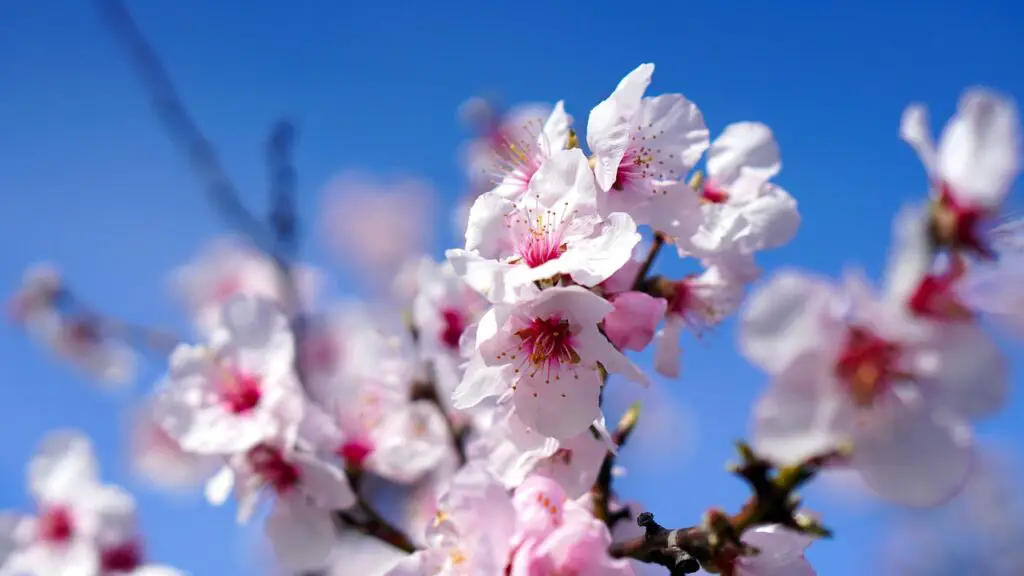 Cómo florece el almendro: un análisis de su significado