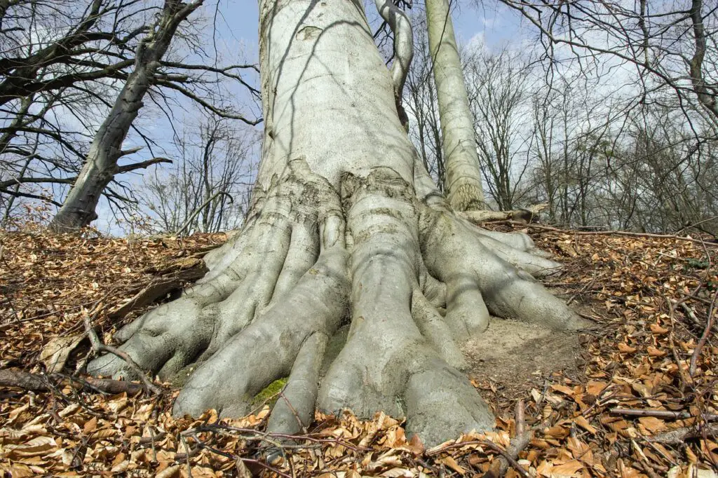 Hoe helpen de wortels een boom groeien?