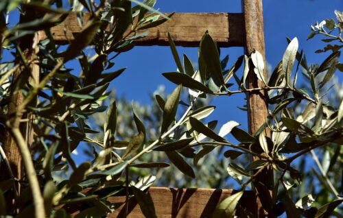 Olive Tree Growth Rate Explained With Monthly Care Tips
