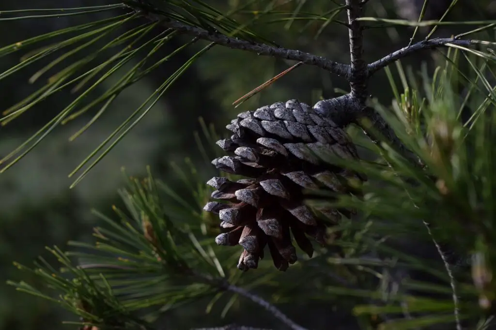 Pine Tree Growth Rate Chart and Planting Guidelines
