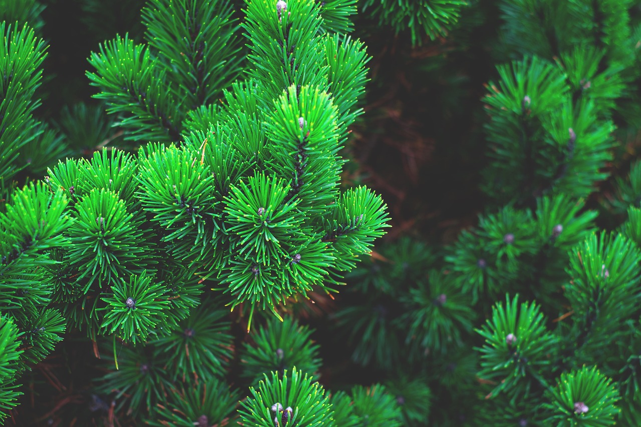 Pine Tree Growth Rate Chart and Planting Guidelines