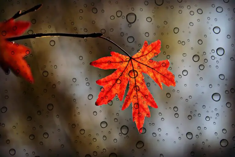 Maple Tree Growth Rate with Seasonal Growth Variations