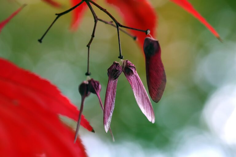 Maple Tree Growth Rate with Seasonal Growth Variations