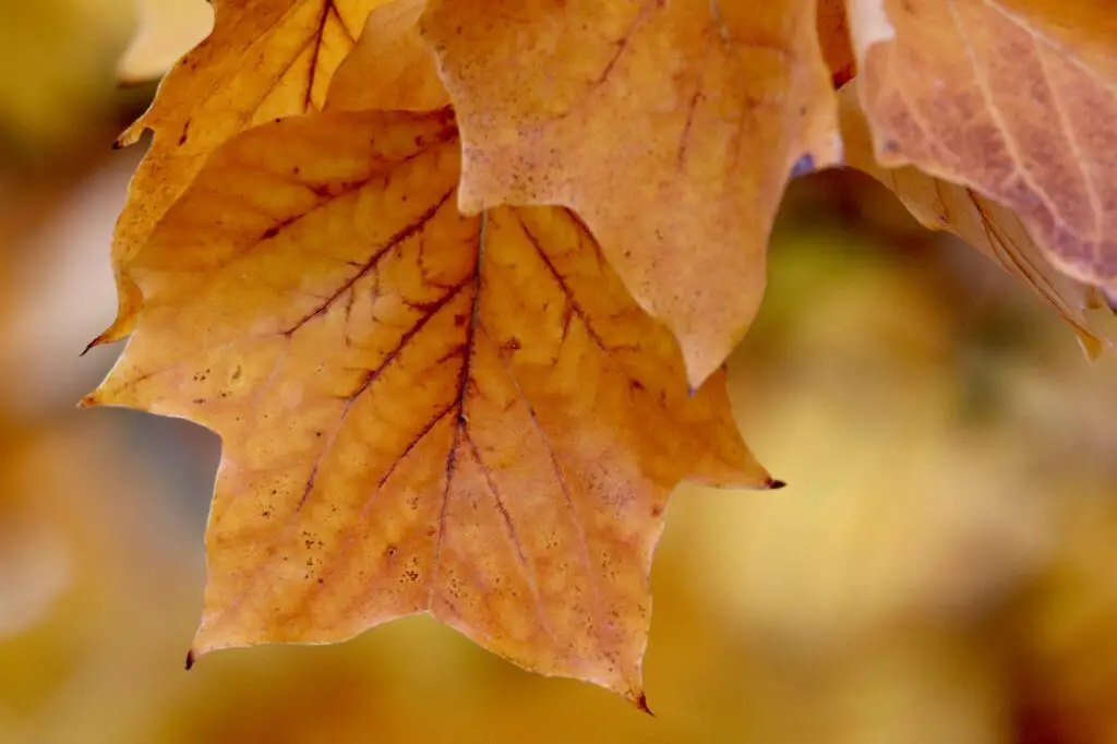 Tulip Tree Growth Rate for Home Gardens and Parks