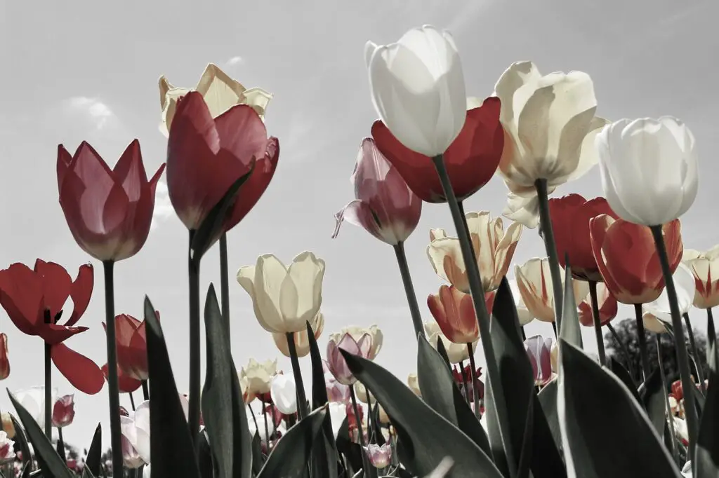 Tulip Tree Growth Rate for Home Gardens and Parks