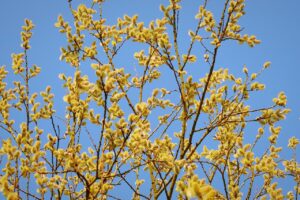 Willow Tree Growth Rate and Water Tolerance Overview