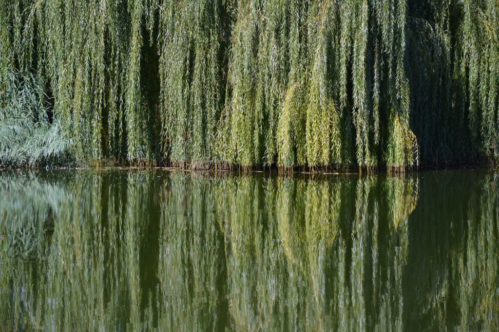 Willow Tree Growth Rate and Water Tolerance Overview