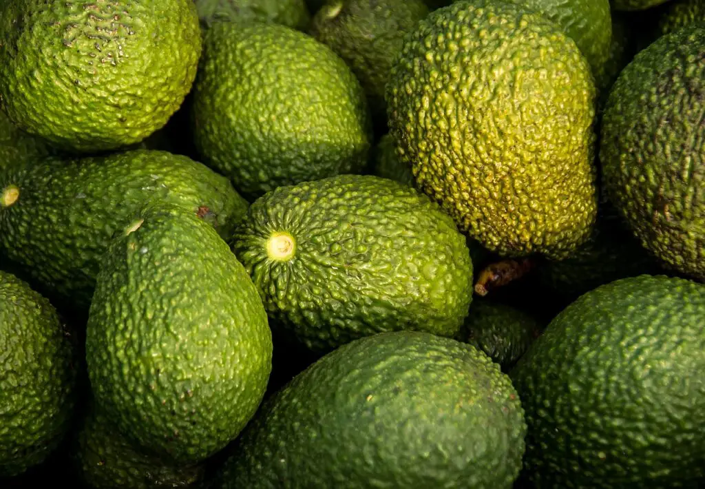 Avocado Tree Growth Rate from Seed to Harvest