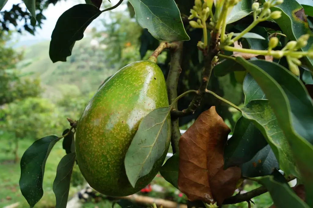 Avocado Tree Growth Rate from Seed to Harvest