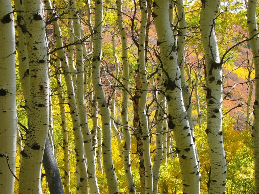 Aspen Tree Growth Rate and Adaptations to Climate