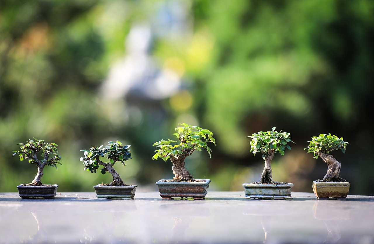 Bonsai Tree Growth Rate: Miniature Care and Timeline