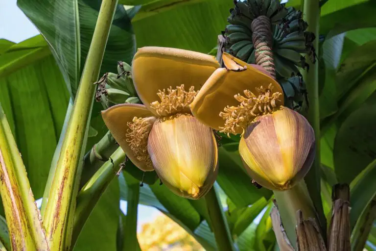 Rate ng Paglago ng Puno ng Saging para sa Tropical at Indoor Setting