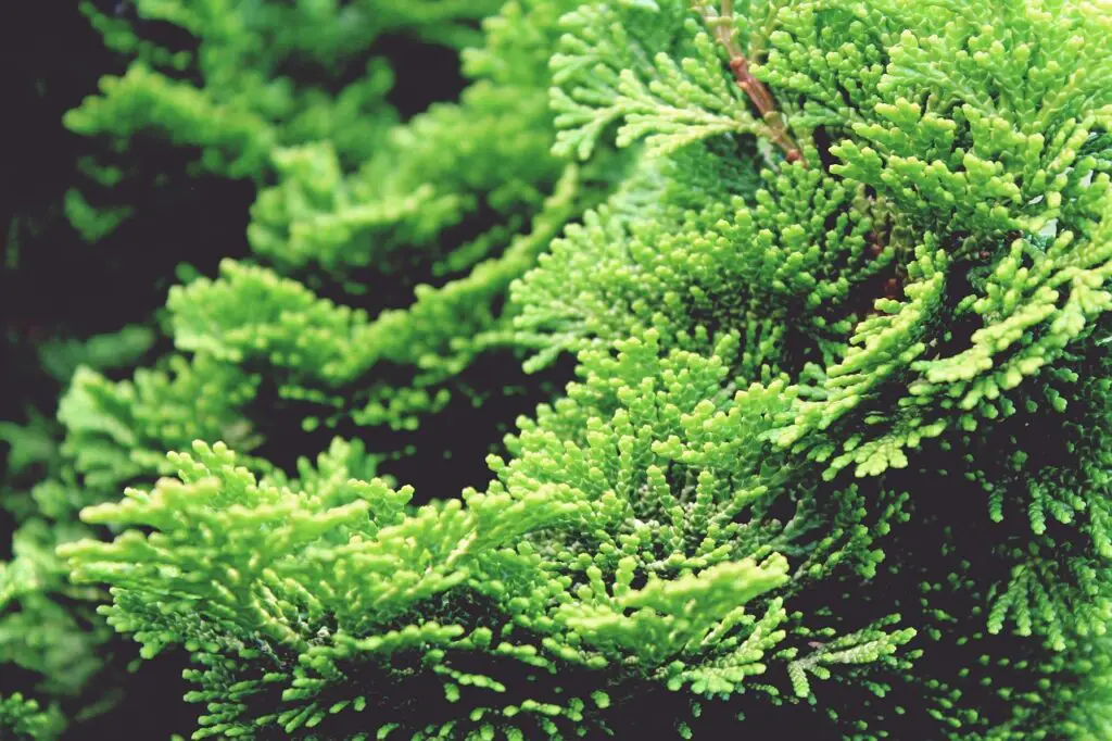 Cypress Tree Growth Rate for Landscape Resilience