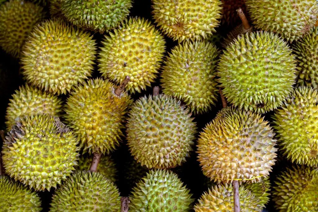 Durian Tree Growth Rate for Tropical Fruit Farming