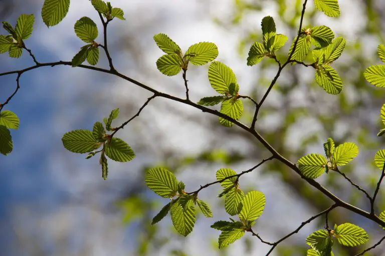 Deciduous Tree Growth Rate Seasonality and Leaf Shedding