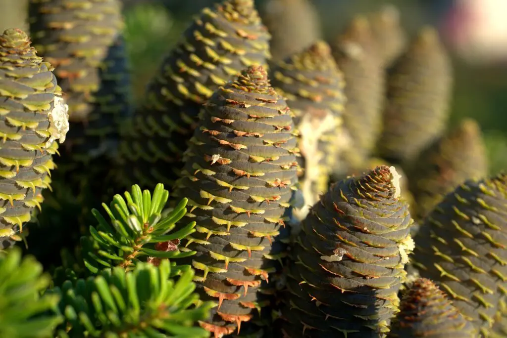 Douglas Fir Tree Growth Rate for Timber and Habitat