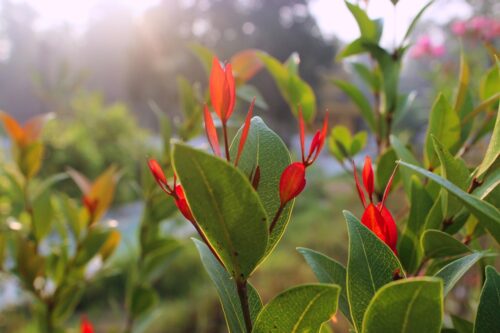 Eugenia Tree Growth Rate for Hedge and Ornamental Use