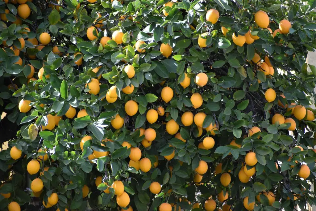 Tingkat Pertumbuhan Pohon Lemon dari Biji hingga Berbuah