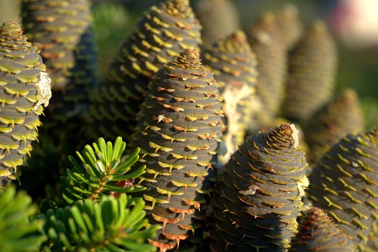 Fir Tree Growth Rate and Cold Weather Adaptations