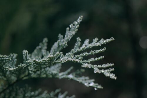 Juniper Tree Growth Rate for Rocky and Sandy Soils