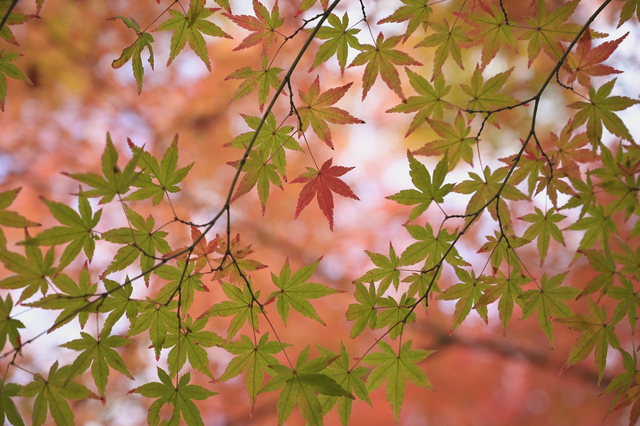 Japanese Maple Tree Growth Rate for Fall Color