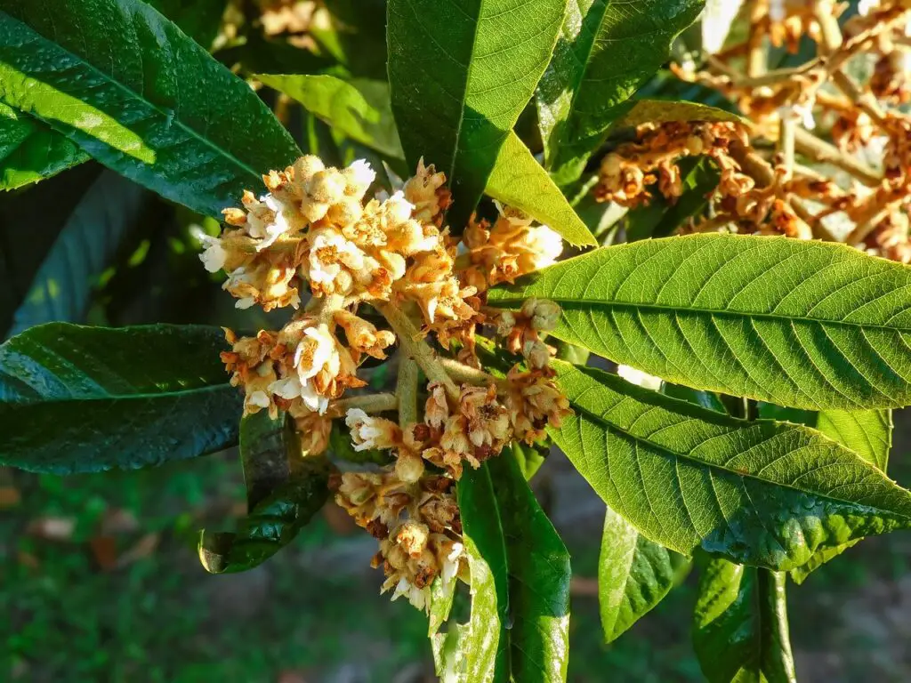 Kumquat Tree Growth Rate for Citrus Gardeners