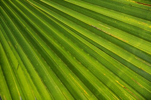 Taxa de crescimento da palmeira-rei em paisagens tropicais