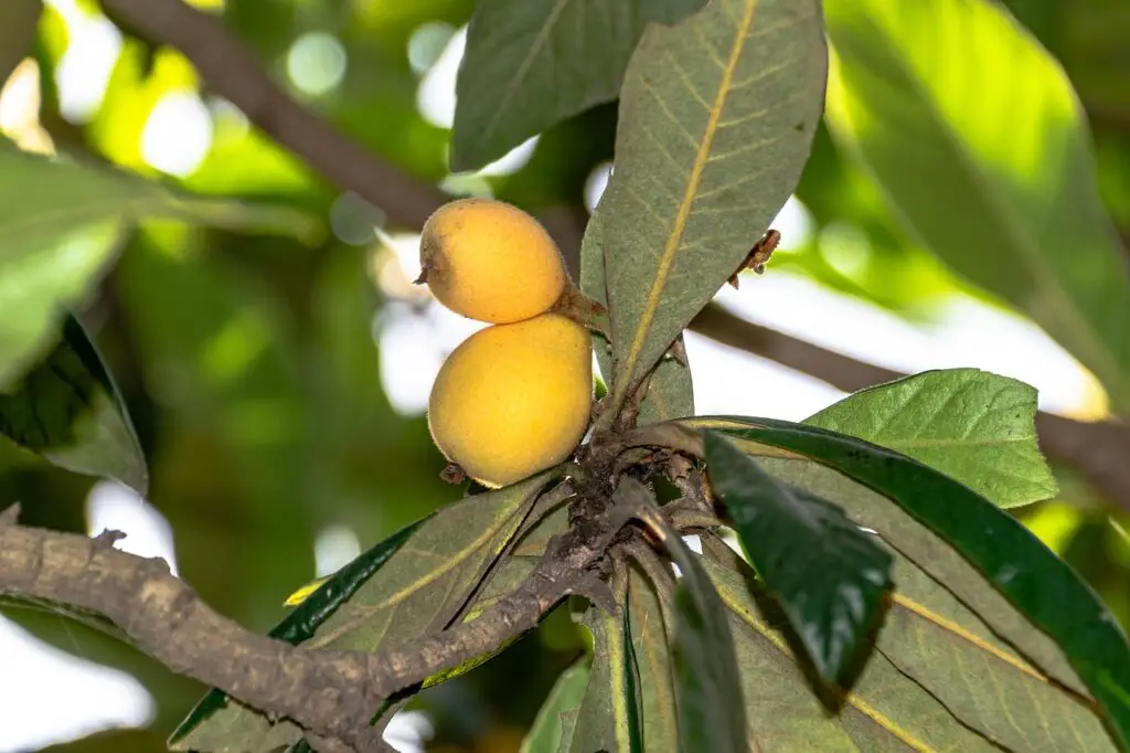Groeisnelheid en oogsttijden van de mispelboom