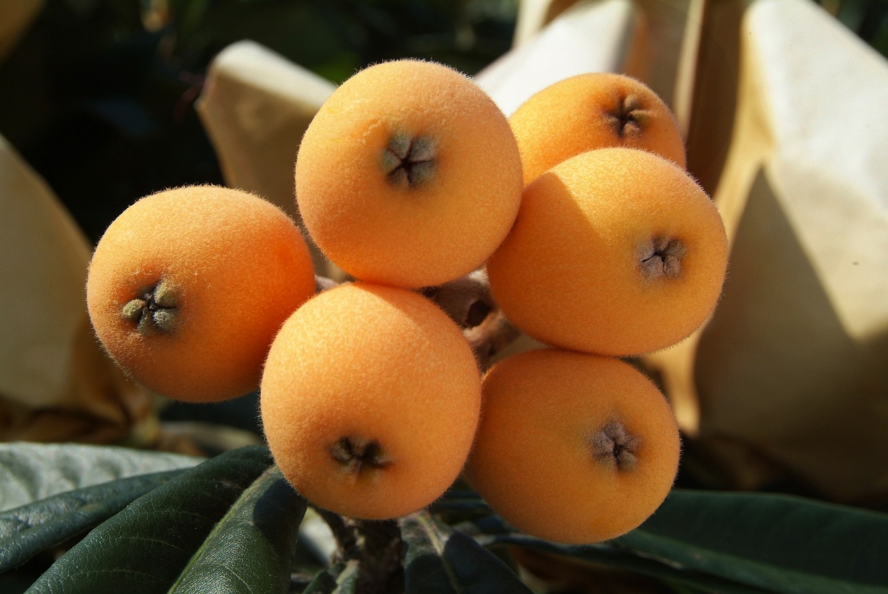Loquat Tree Growth Rate and Harvest Times