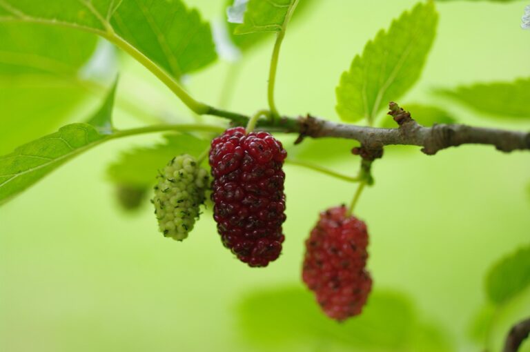 Mulberry Tree Growth Rate for Fast Fruit Production