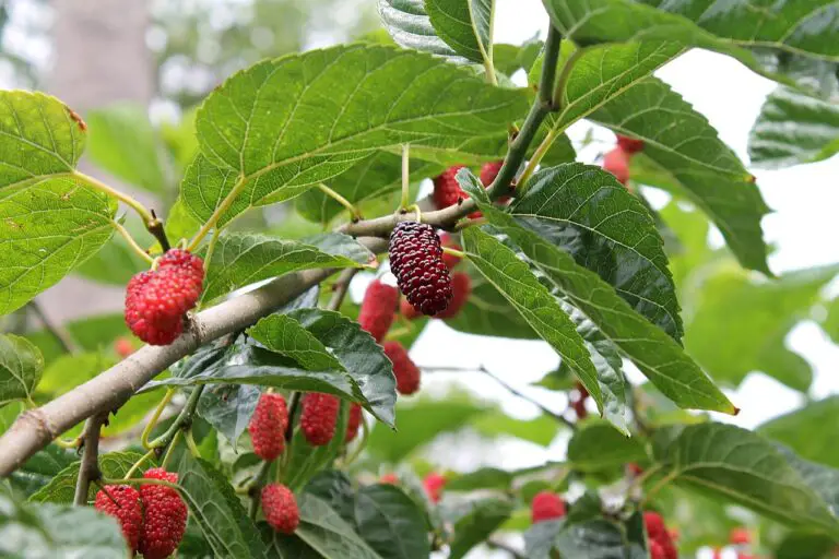 Mulberry Tree Growth Rate for Fast Fruit Production
