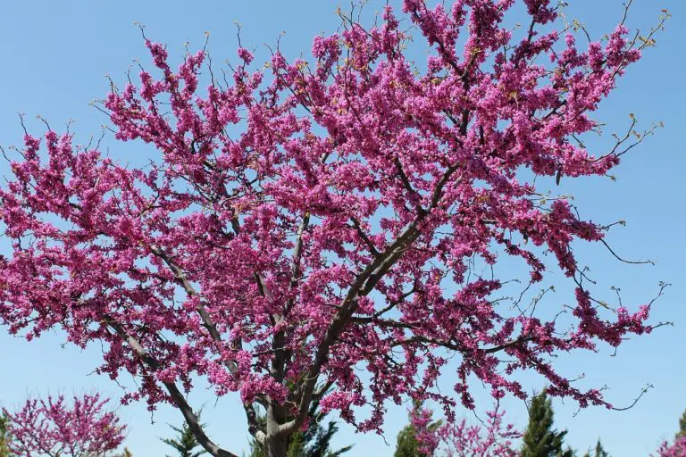 Redbud Tree Growth Rate and Early Spring Blooms