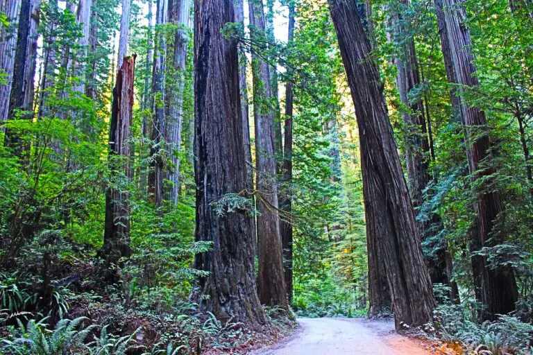 Redwood Tree Growth Rate for Tall Native Forests