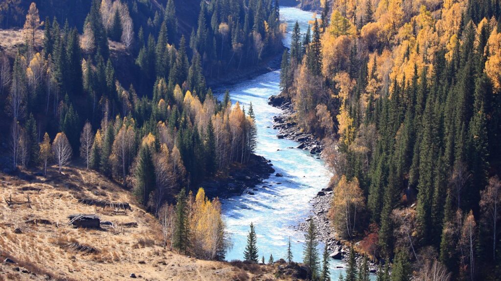 Tasa de crecimiento del abedul de río en zonas de suelo húmedo