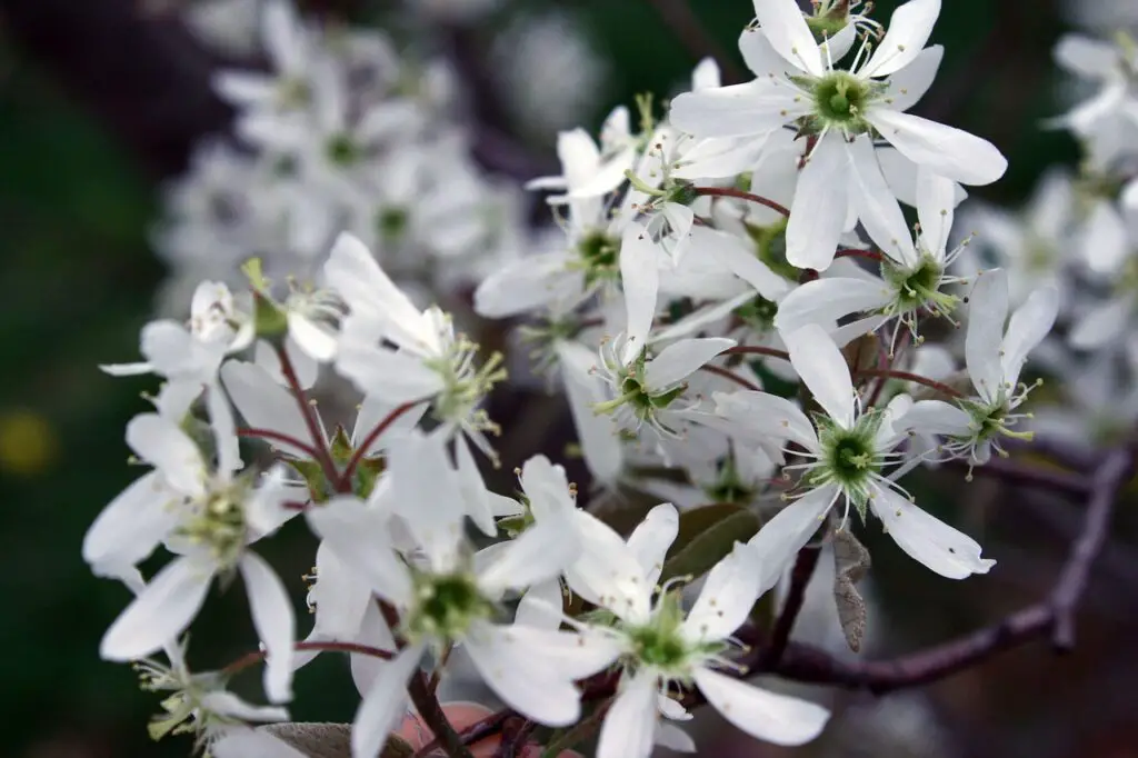Serviceberry Tree Growth Rate for Edible Berry Yield