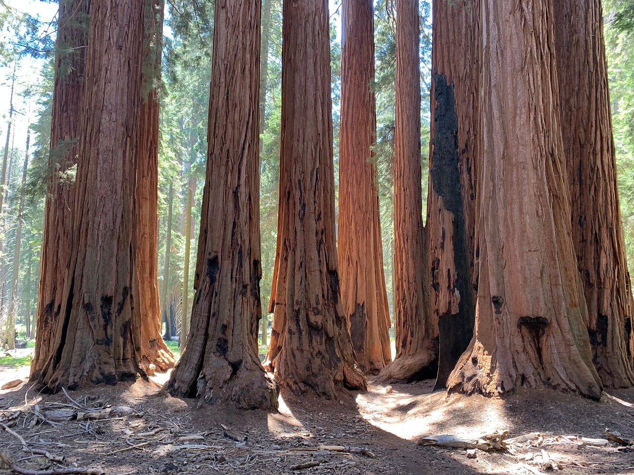 Sequoia Tree Growth Rate for Giant Native Forests