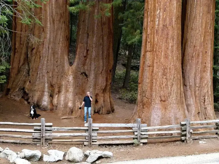 Sequoia Tree Growth Rate for Giant Native Forests