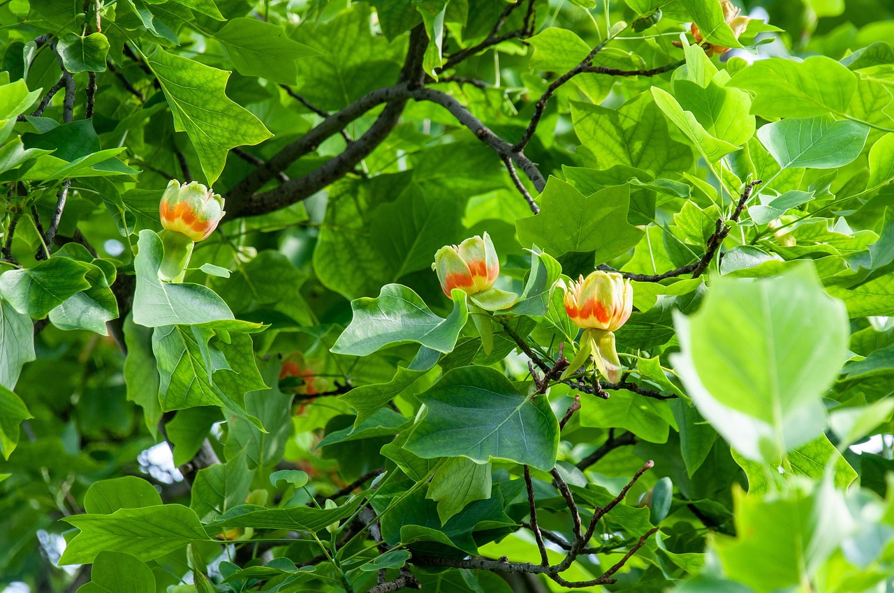 Tulip Poplar Tree Growth Rate para sa Shade at Timber
