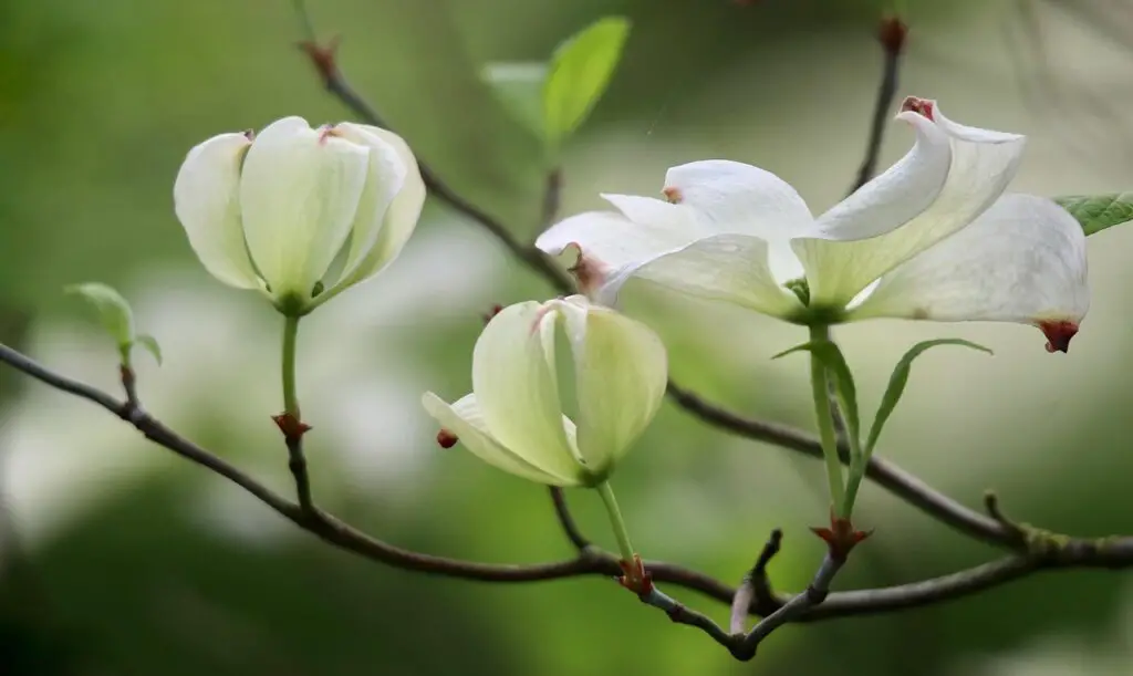 White Dogwood Tree Growth Rate for Understory Gardens