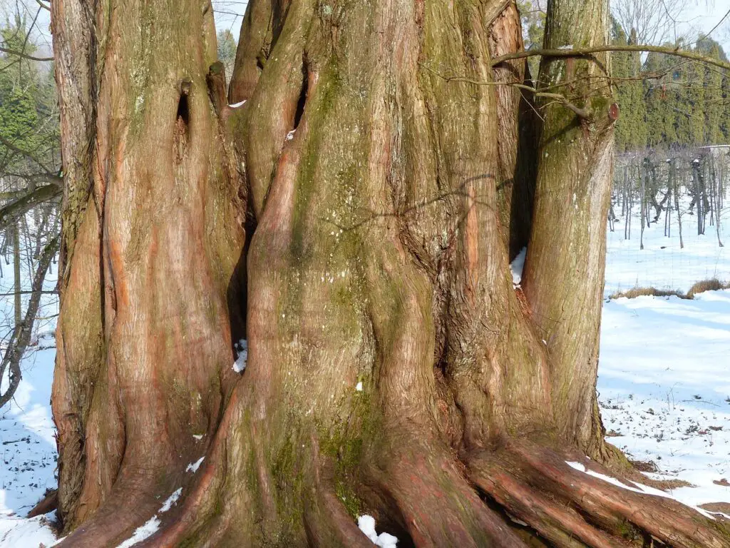 Tree Diameter Growth Per Year in Various Species