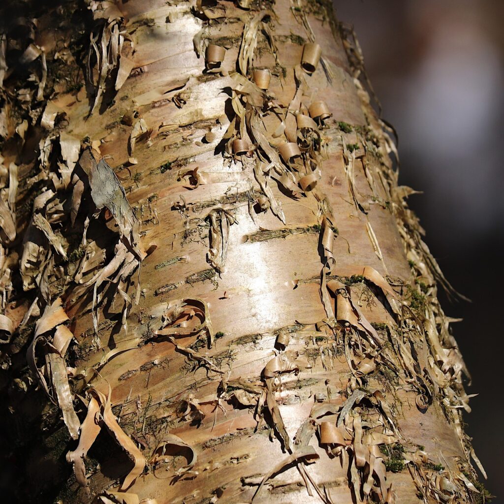 Yellow Birch Tree Growth Rate and Woodland Dynamics