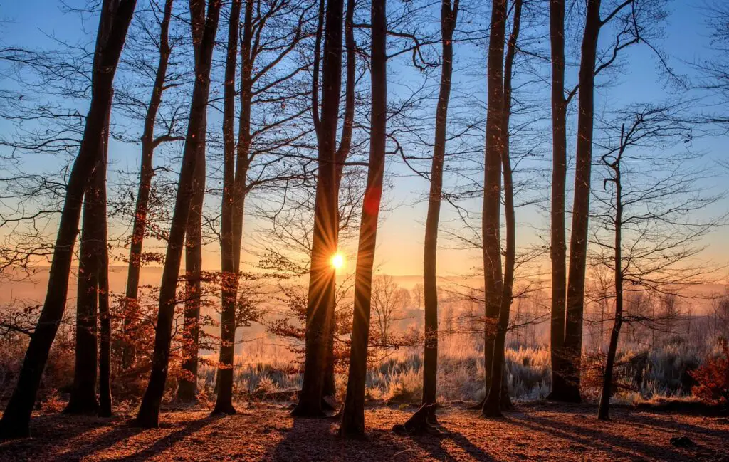 Three Growth Rate Calculators for Accurate Tree Estimation