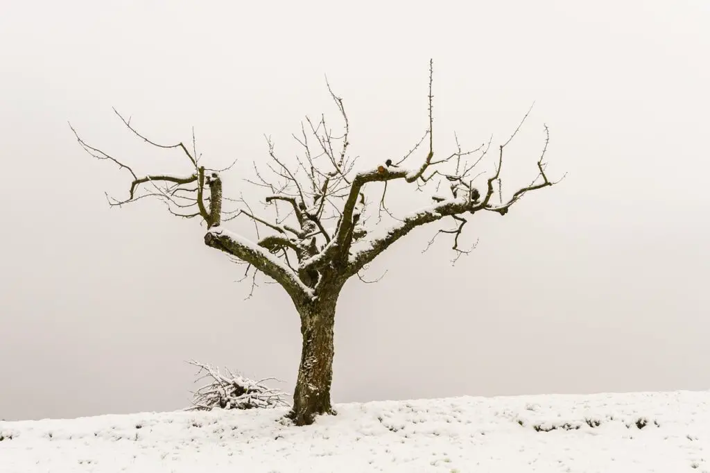 Tree Pruning Before and After Visual Guide
