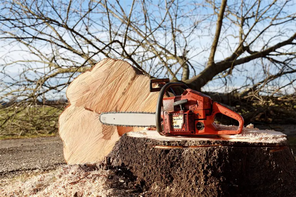 Tree Pruning Before and After Visual Guide