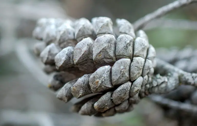 Pine Tree Pruning Guide for Home and Forest Care